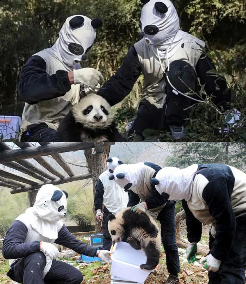The best job in the world: Dressing up as a panda and taking care of ...