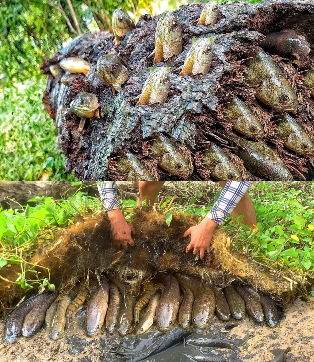 Unusual Natural Phenomenon: Fishermen stumble upon mysterious fish ...