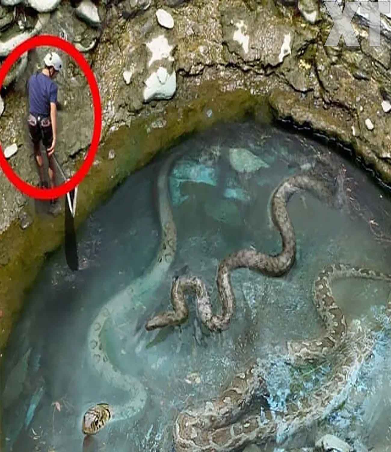 Man Finds Giant Snake Pit And Is Shocked When He Discovers What Lies At The Bottom - News