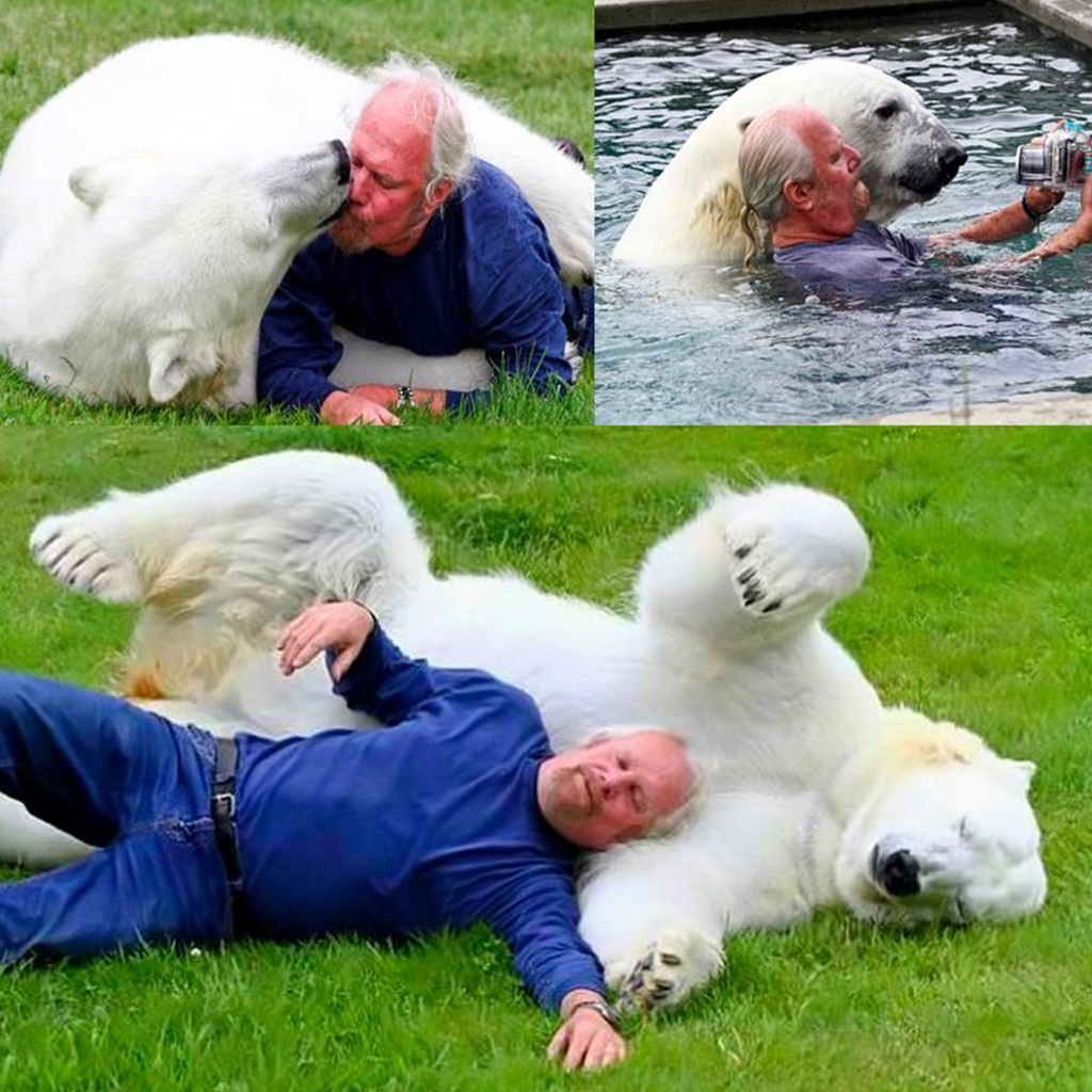 The Only Man In The World Who Can Swim With A Polar Bear - News