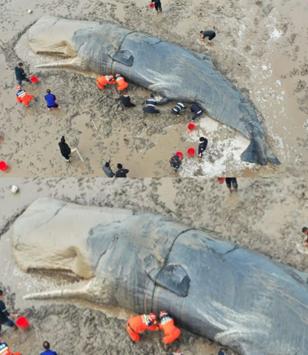 Massive Sperm Whale Lives To Swim Another Day Thanks To Epic 20-Hr Rescue - News