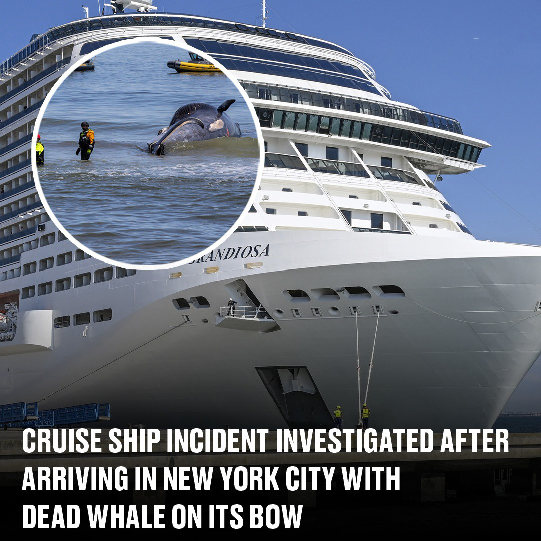Cruise ship incident investigated after arriving in New York City with ...
