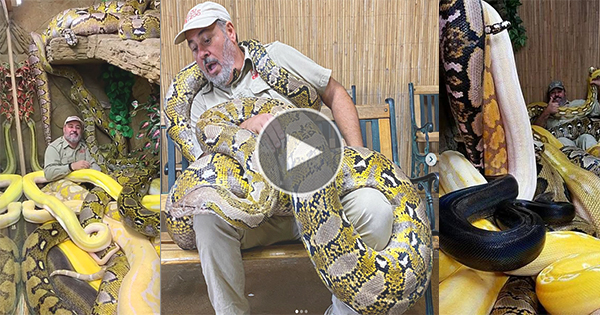 Unbelievable!!Is He Up to His Neck in Giant Snakes? - News